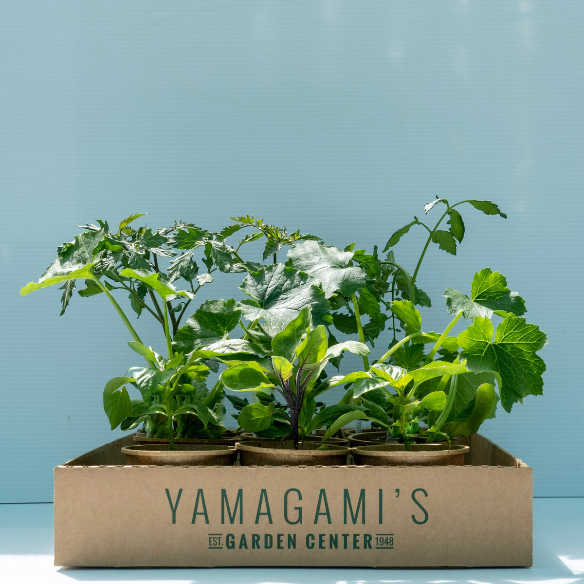 Vegetables & Herbs – Yamagami's Garden Center